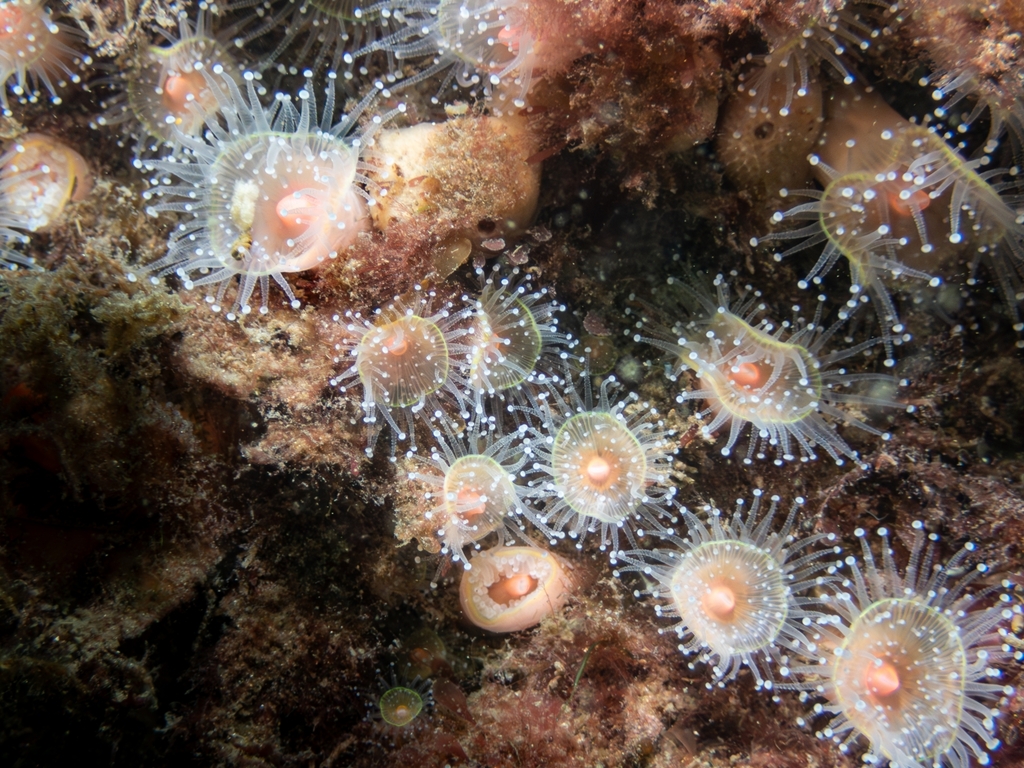Jewel Anemone from Sandy Bay TAS 7005, Australia on February 23, 2024 ...