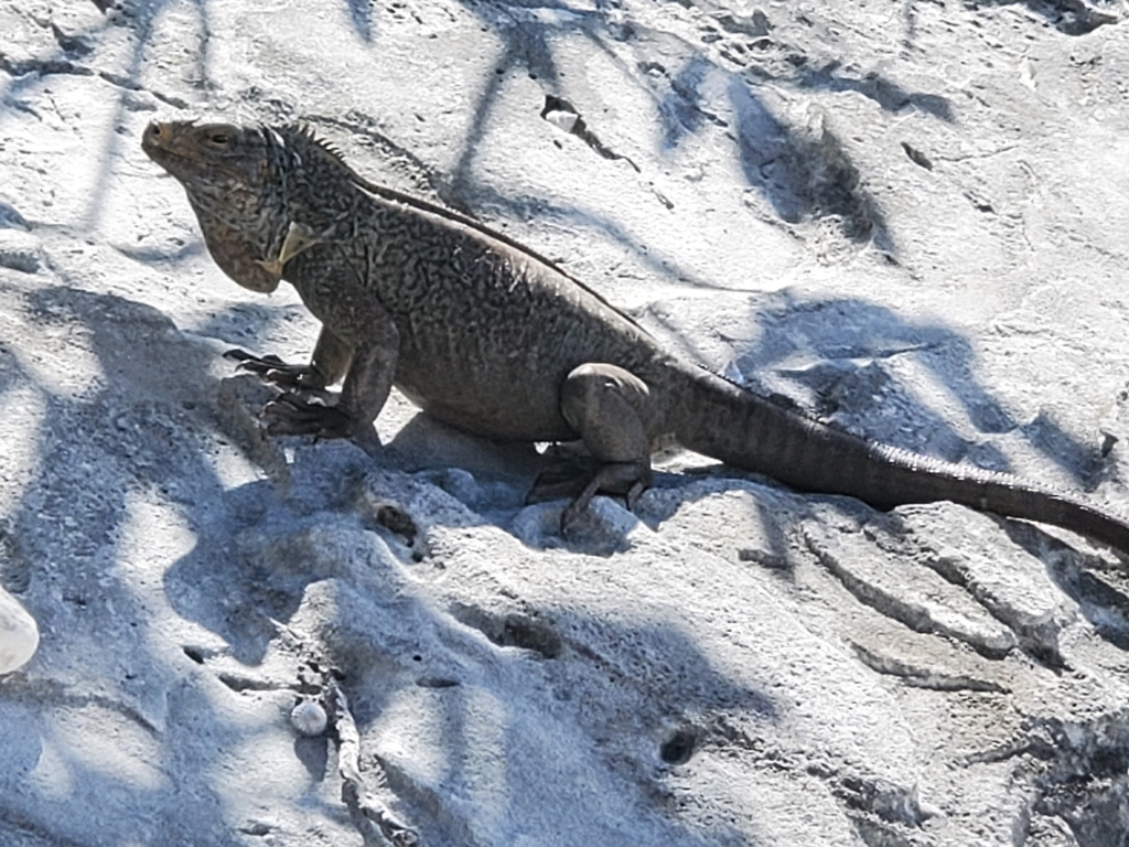 San Salvador Iguana in February 2024 by Mars Dolan · iNaturalist