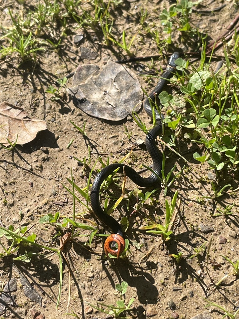 ring-necked snake from Anthony Chabot Regional Park, Oakland, CA, US on ...