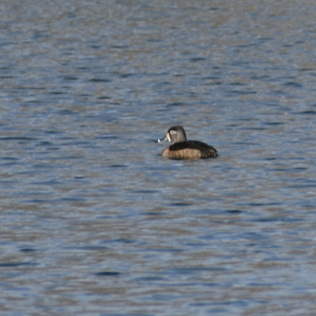 Ring-necked Duck from West section, Weir Lake, Brodheadsville, PA, USA ...
