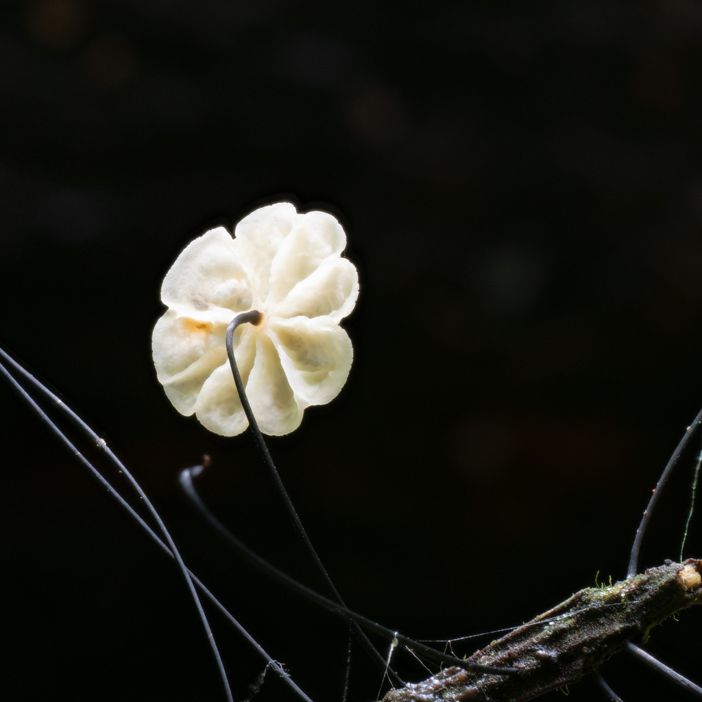 pinwheels and parachute mushrooms from Whian Whian NSW 2480, Australia ...