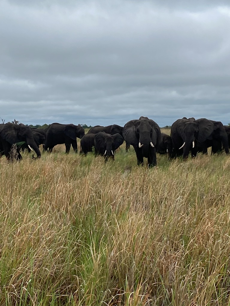 Savanna Elephant in December 2023 by bella freeman-moule · iNaturalist