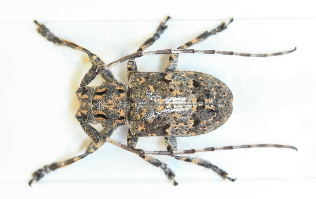 Mesosa myops from Юго-Западный административный округ, Москва, Россия ...