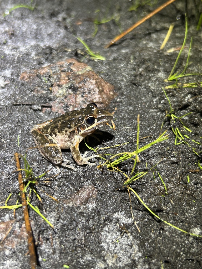 Wallum Rocketfrog from Cooloola Recreation Area, Cooloola, QLD, AU on ...