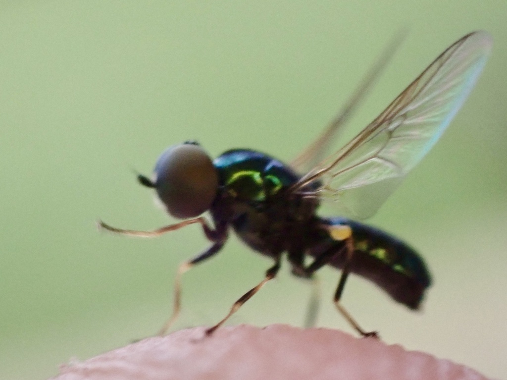 Black-horned Gem Fly in February 2024 by sugarsnapdragon · iNaturalist