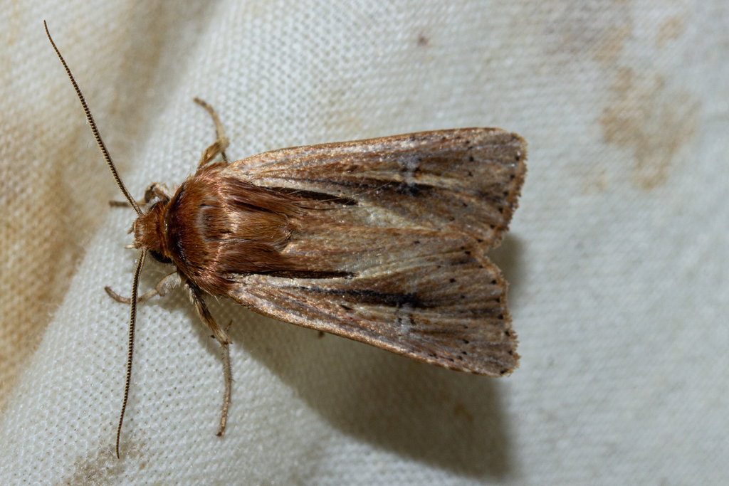 Ichneutica propria from Queenstown-Lakes District, Otago, New Zealand ...