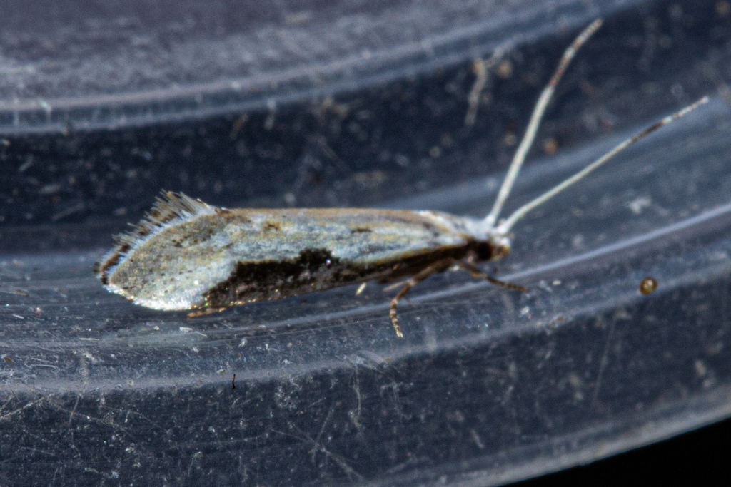 Sagephora phortegella from Queenstown-Lakes District, Otago, New ...