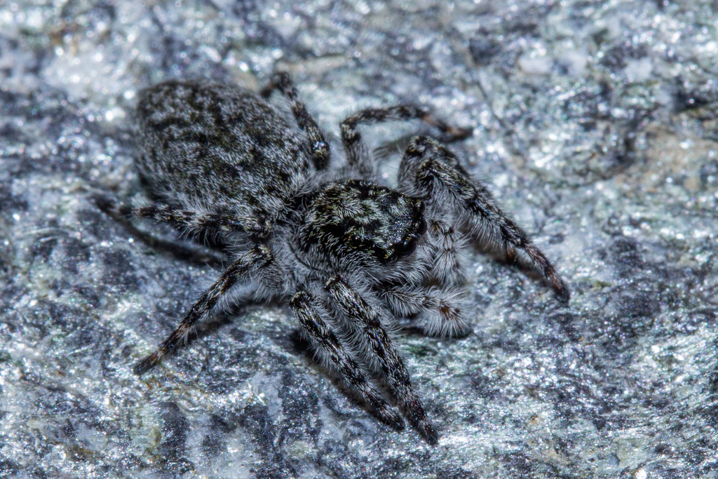 Typical Jumping Spiders from Queenstown-Lakes District, Otago, New ...
