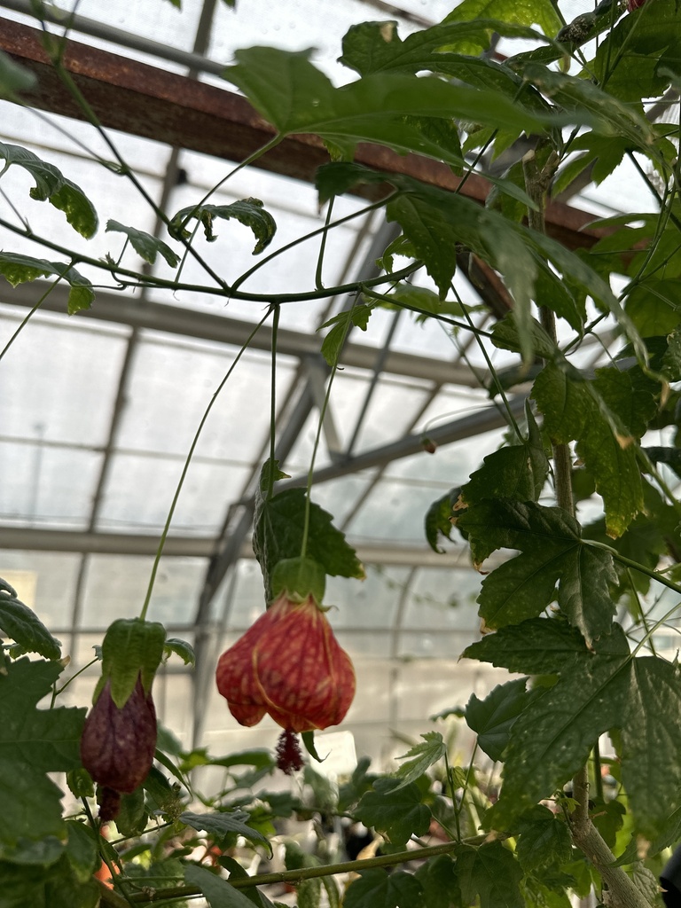 Redvein Abutilon from Bob Stump Department of Veterans Affairs Medical ...