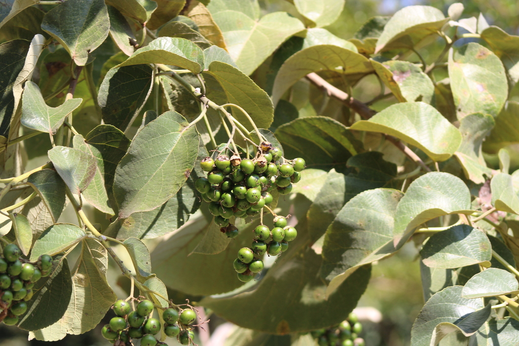 Ehretia latifolia from Arba Minch, Ethiopia on December 18, 2022 at 11: ...