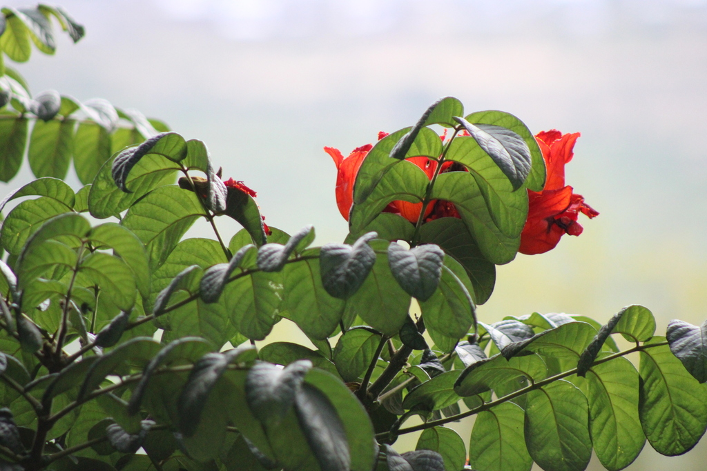 African tulip tree from Arba Minch, Ethiopia on December 22, 2022 at 07 ...