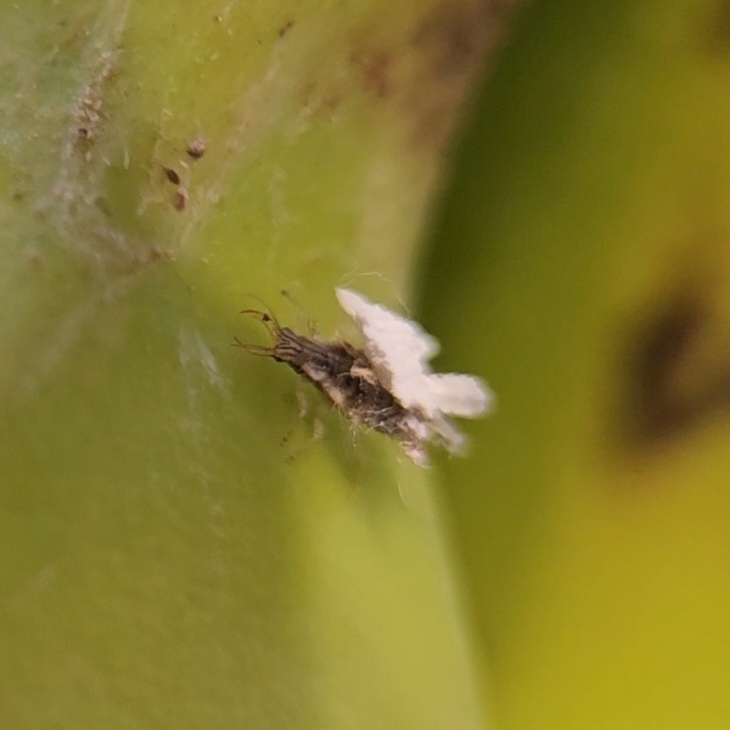 Mallada basalis from Auckland 1026, New Zealand on February 25, 2024 at ...