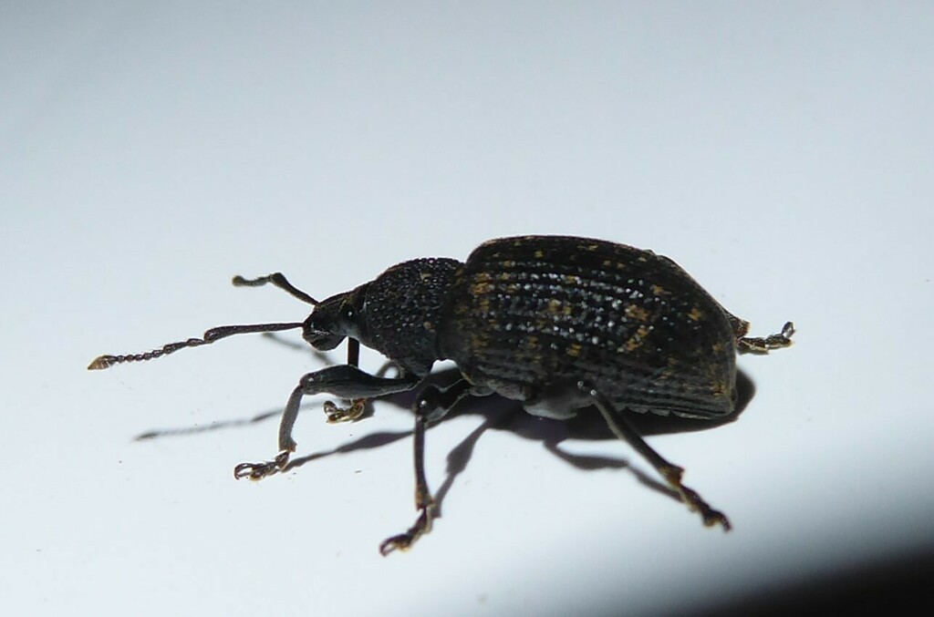 Black Vine Weevil from Waikouaiti, New Zealand on February 15, 2024 at ...