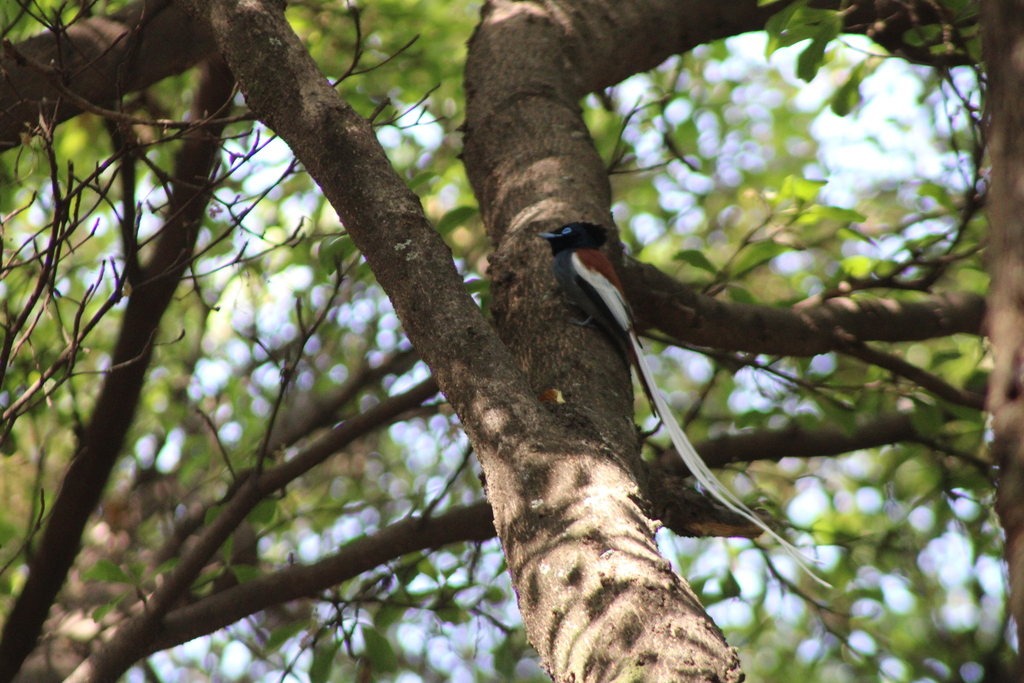 African Paradise-Flycatcher (Abyssinian) from Sikela, Arba Minch ...