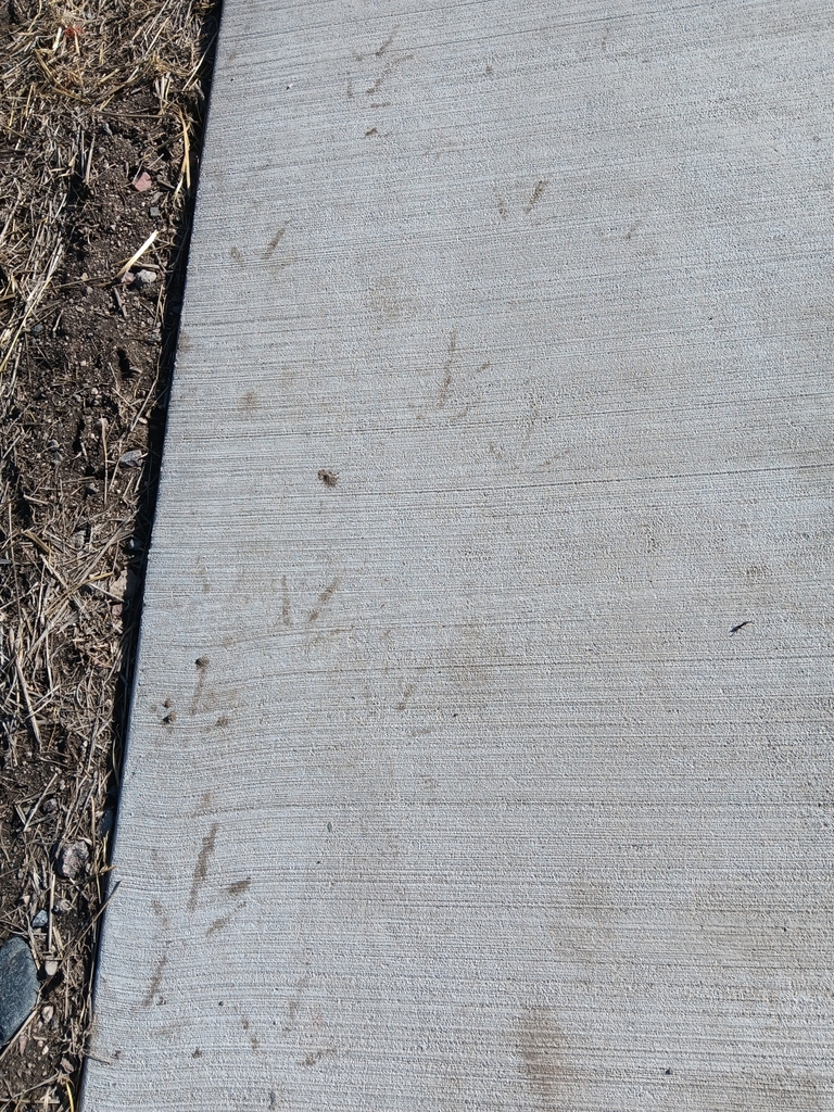 Wild Turkey from Terrain, Castle Rock, CO, USA on February 24, 2024 at ...