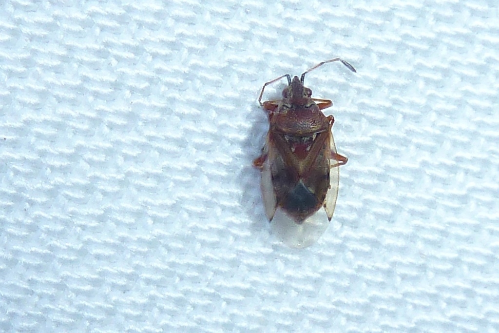 Birch Catkin Bug from Ochsenberg, Kamenz, Deutschland on February 24 ...