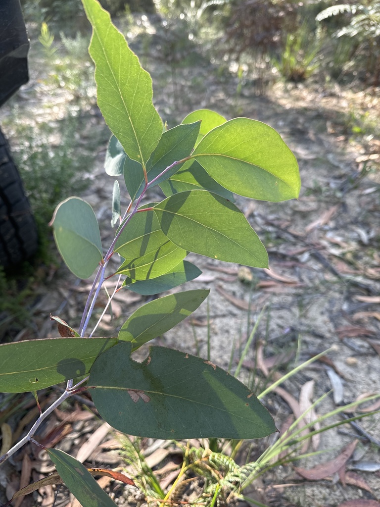 Silvertop Ash from Tamboon State Forest, Tamboon, VIC, AU on February ...