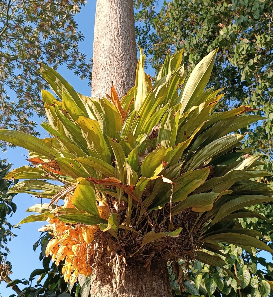Stanhopea from 64C2+Q3, Pital, Huila, Colombia on February 24, 2024 at ...