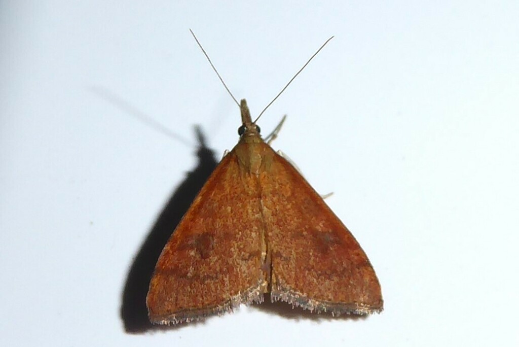Rusty Dotted Triangle from Waikouaiti, New Zealand on February 16, 2024 ...