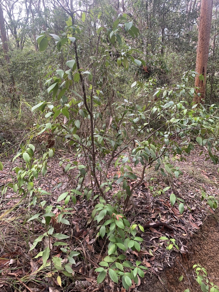 Tree Heath from Glenrock State Conservation Area, Highfields, NSW, AU on February 25, 2024 at 10 ...