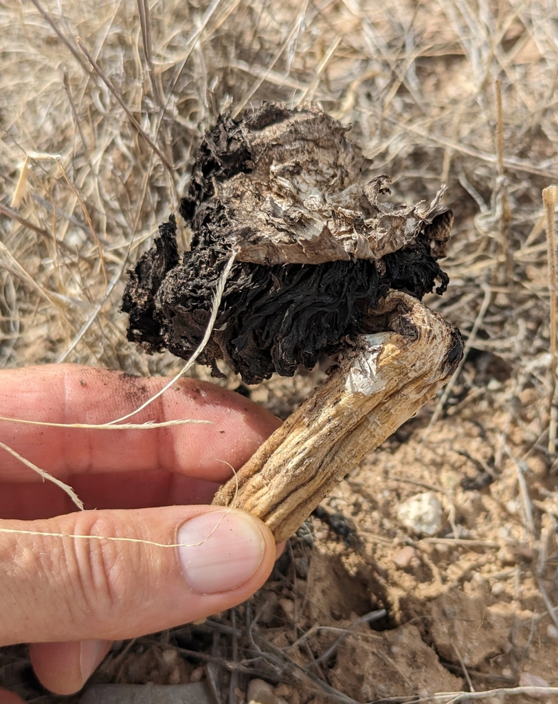 Desert Inkcap from Huachuca City, AZ 85616, USA on February 24, 2024 at ...