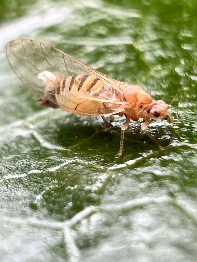 Trioza from Travis Wetlands Nature Heritage Park, Christchurch ...