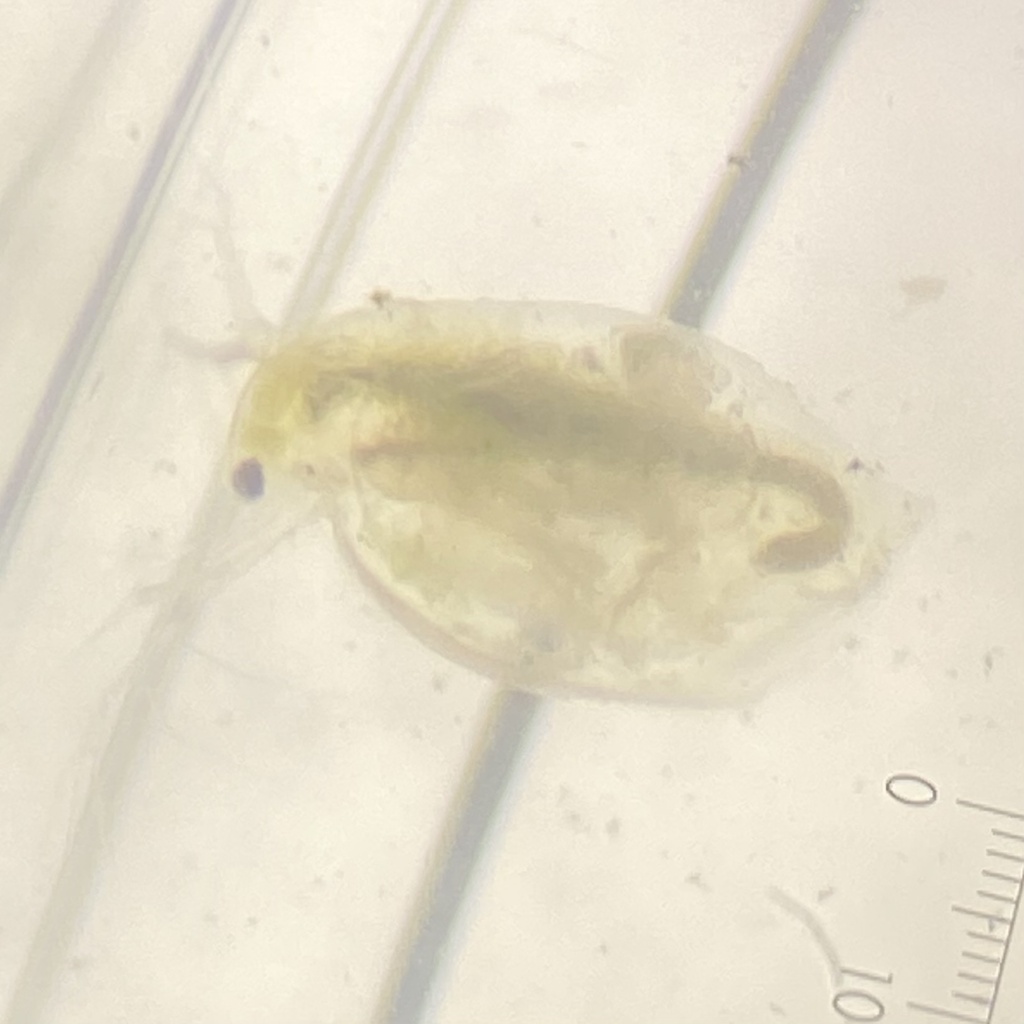 Daphniidae from Trinity River Audubon Center, Dallas, TX, US on ...
