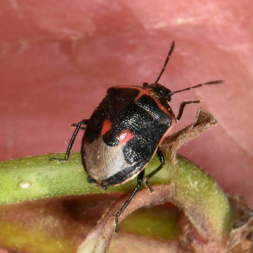 Twice-stabbed Stink Bug from Waterloo, ON, Canada on June 2, 2023 at 10 ...