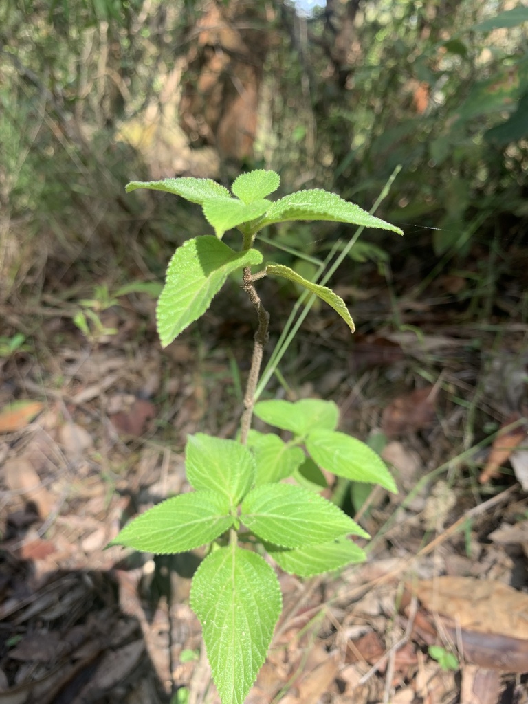 common lantana from Glenrock State Conservation Area, Highfields, NSW, AU on February 25, 2024 ...