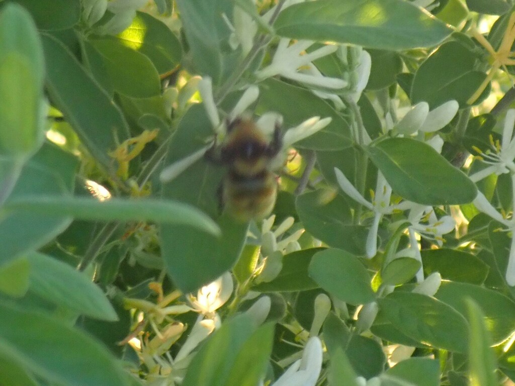 Northern Amber Bumble Bee in May 2022 by Angus Mossman. On Lonicera ...