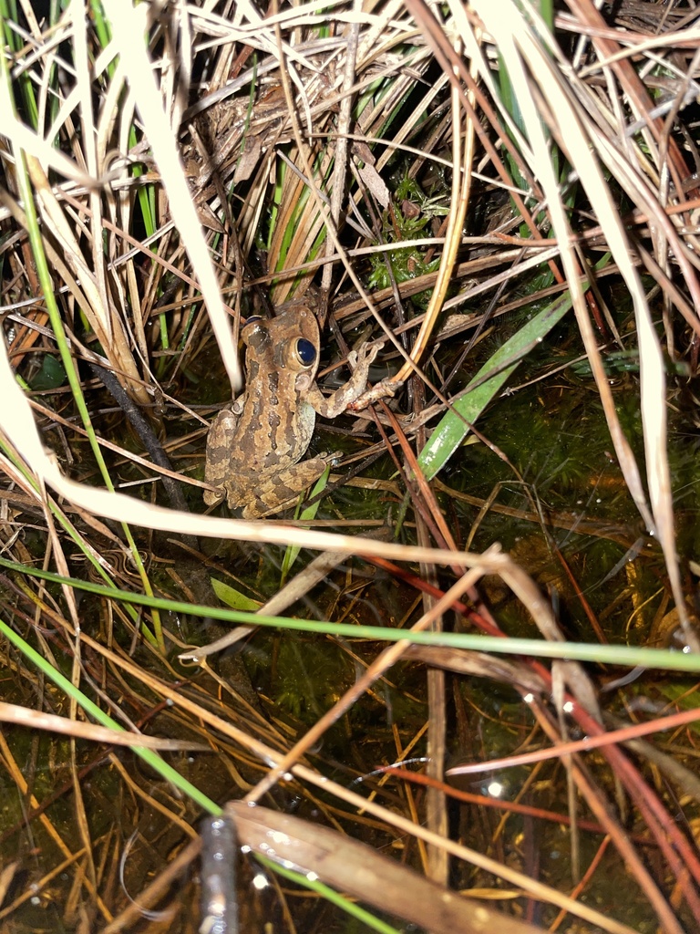 Cuban Tree Frog from Lake Price, Orlando, FL, US on February 24, 2024 ...