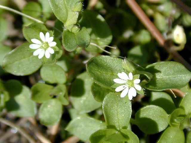 common chickweed from Fort Tilden, Queens, NY, USA on March 30, 2000 at ...