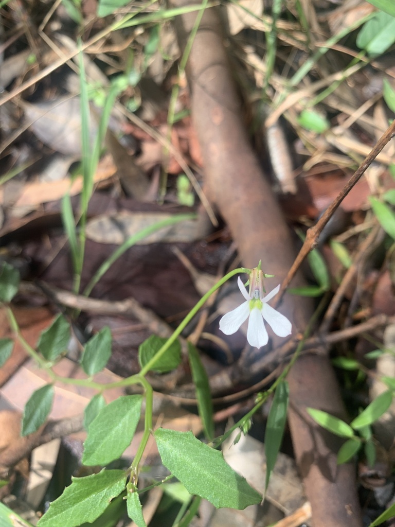 White Root from Glenrock State Conservation Area, Merewether, NSW, AU on February 25, 2024 at 11 ...