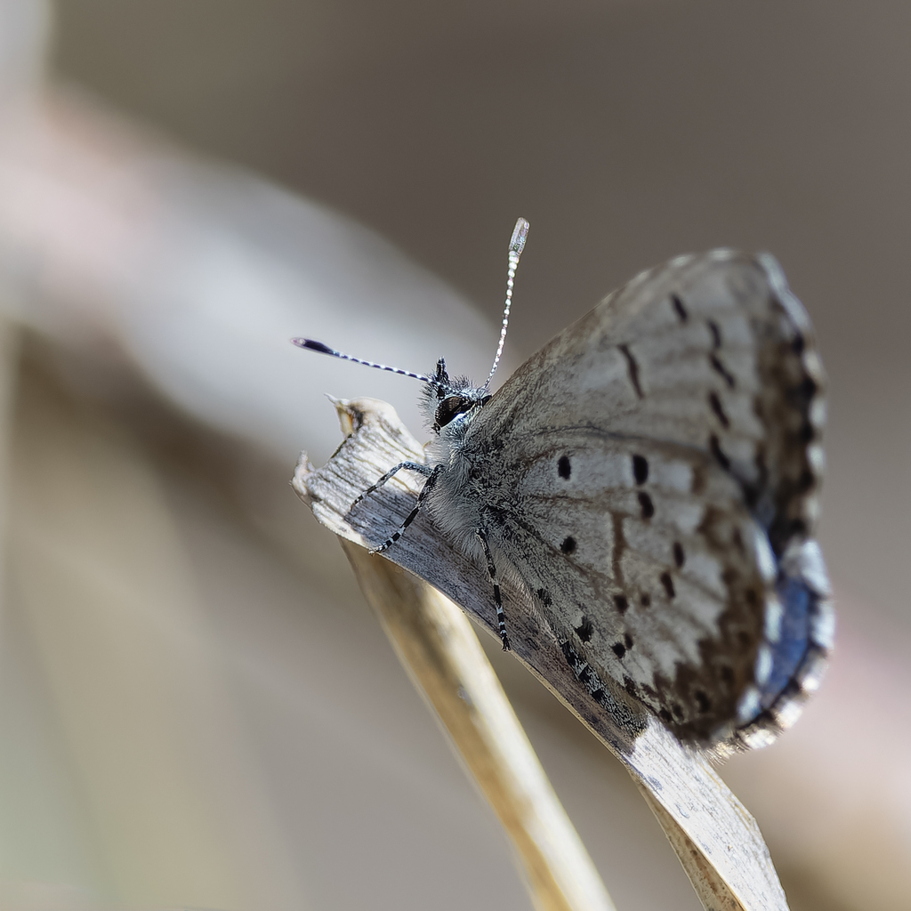 Northern Azure from Superior, WI, USA on May 26, 2023 at 12:12 PM by ...