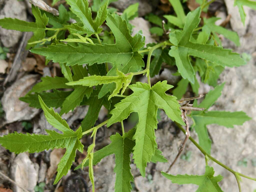 Korean mulberry from 632台灣雲林縣虎尾鎮 on February 24, 2024 at 02:33 PM by ...