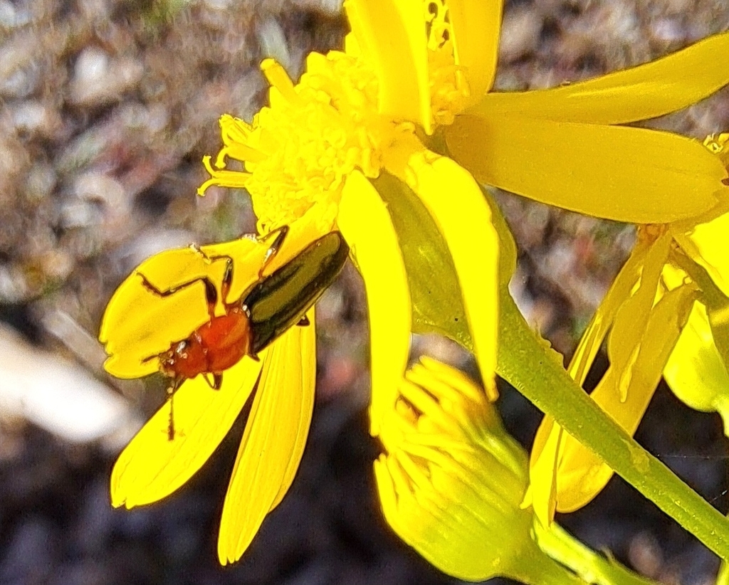 Clover Stem Borer from Henderson, LA 70517, USA on February 24, 2024 at ...