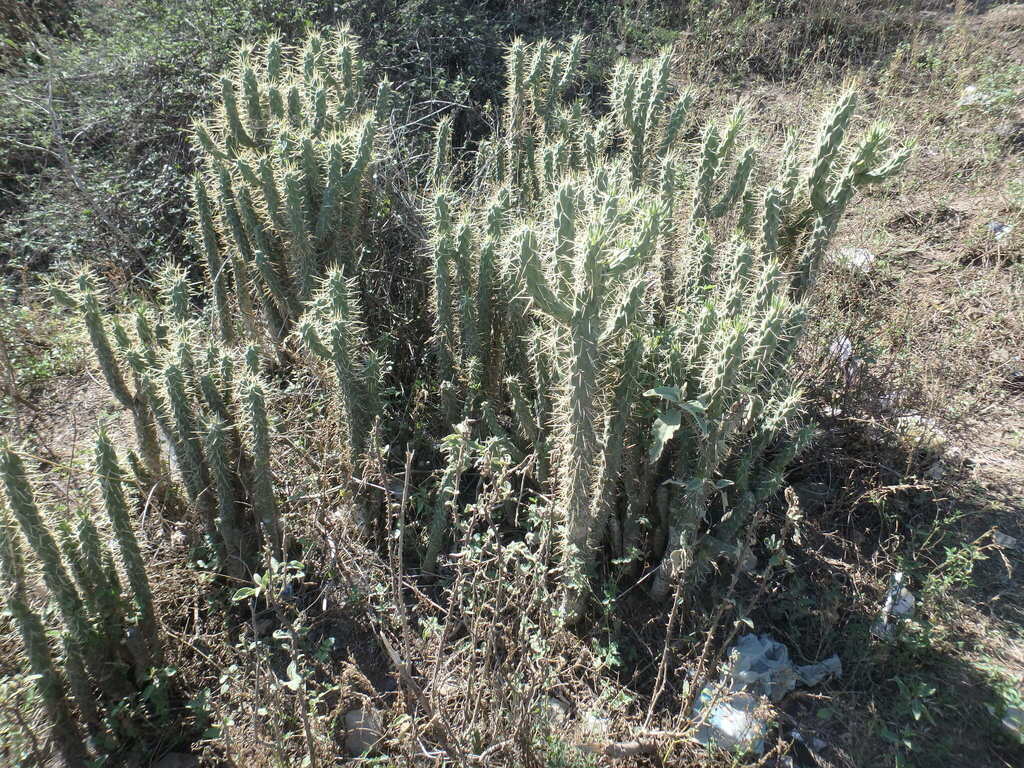 dicots from Weldiya, Ethiopia on December 22, 2015 at 11:03 PM by ...