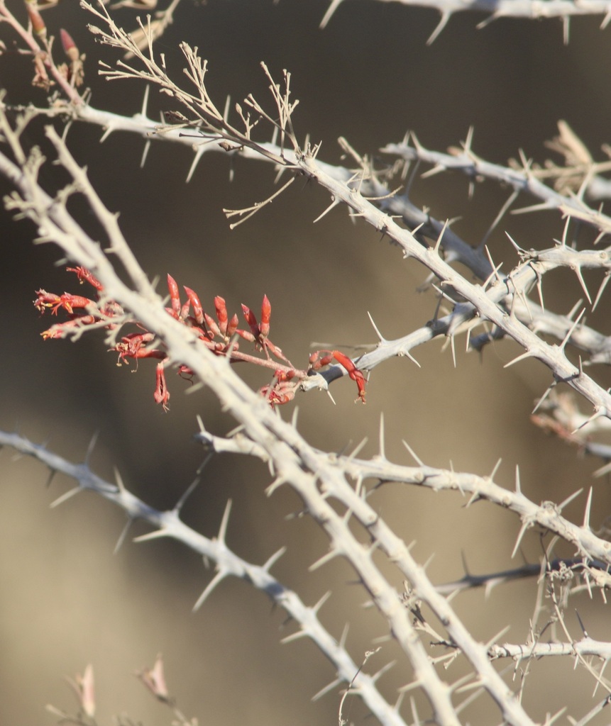 Adam's tree from 23361 Los Cerritos, B.C.S., Mexico on February 23 ...