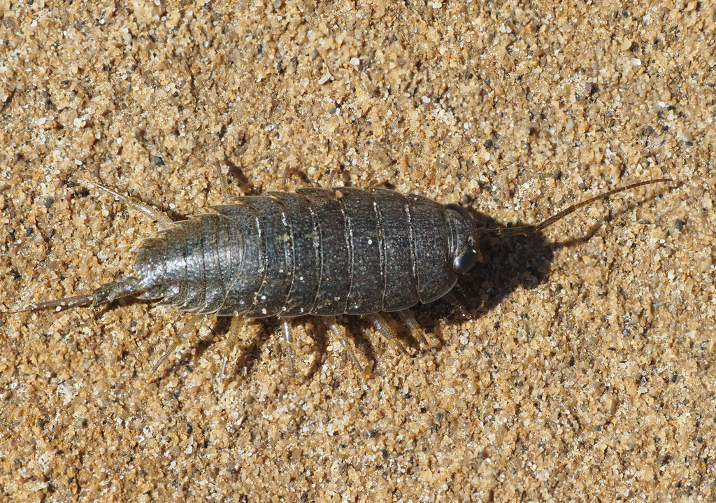 Western Sea Slater from San Mateo County, CA, USA on February 24, 2024 ...