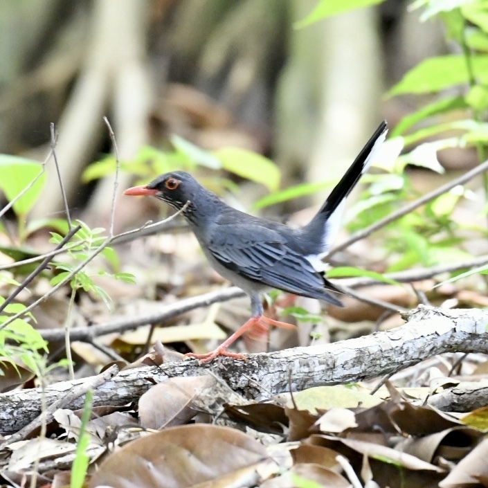 Eastern Red-legged Thrush from Calle Turistica Route 25 Puerto Plata ...