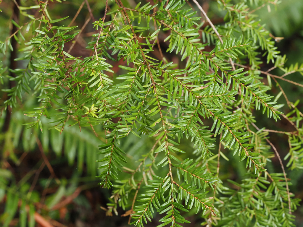 western hemlock from Big Tree Woodlot, Quadra Island, BC, Canada on ...
