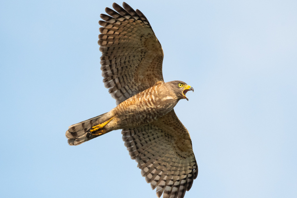 Roadside Hawk from Boca del Río, Ver., México on February 24, 2024 at ...