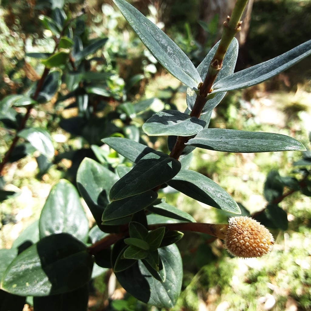 tall rice-flower from Canobolas NSW 2800, Australia on February 22 ...