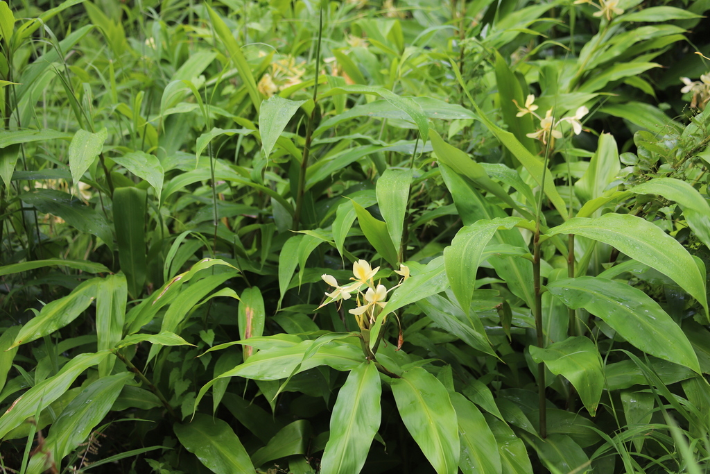 Yellow ginger (Hedychium flavescens) - Botanical Realm