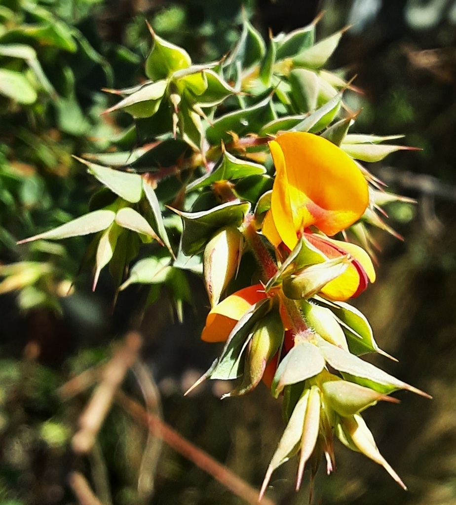 spiny bush-pea from Canobolas NSW 2800, Australia on February 22, 2024 ...