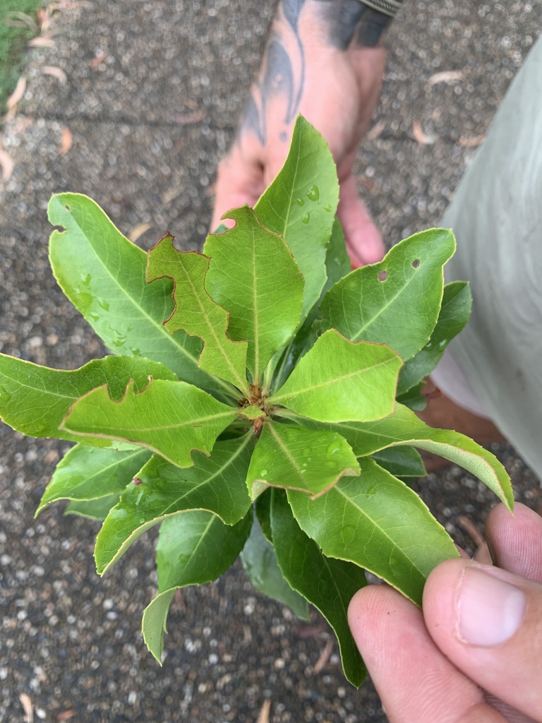 flowering plants from Edwin Schrag Park, Woorim, QLD, AU on February 25 ...