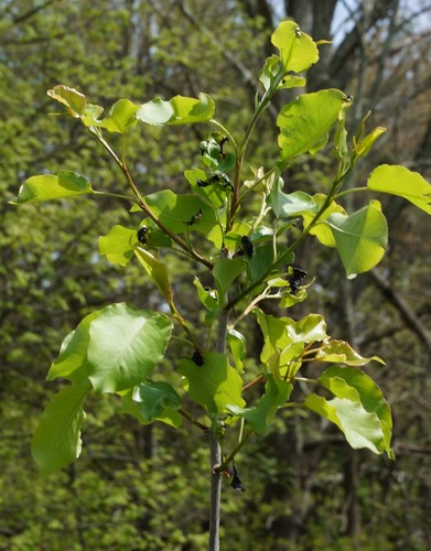 Callery pear (Invasive Plants of Maryland) · iNaturalist