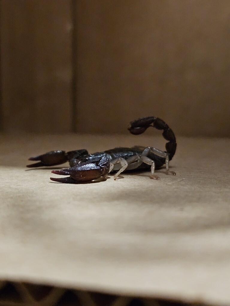 Western Forest Scorpion from Palomar Park, CA 94062, USA on February 24 ...
