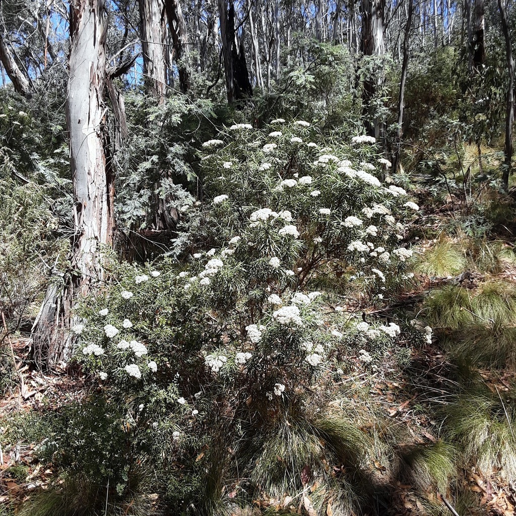 Shiny Cassinia from Canobolas NSW 2800, Australia on February 22, 2024 ...