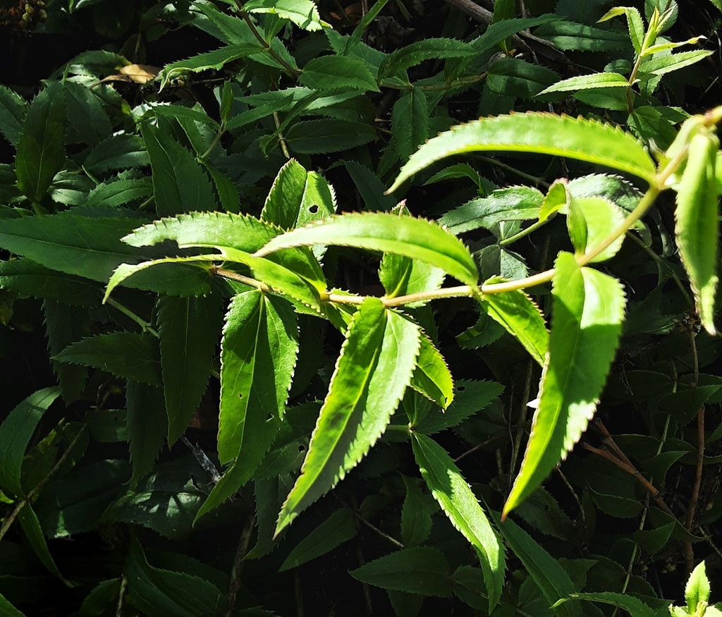 derwent speedwell from Canobolas NSW 2800, Australia on February 22 ...